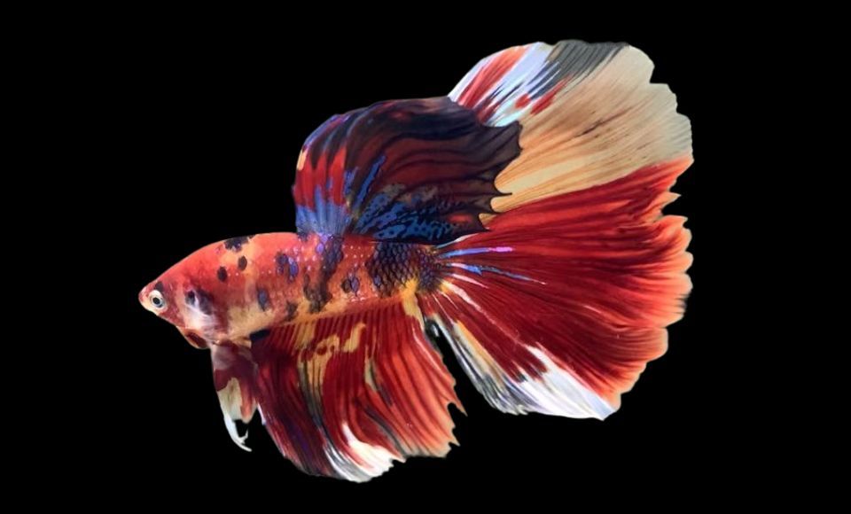 Cách nhận biết cá Betta Koi | Linh vật của Betta's House – Betta's ...
