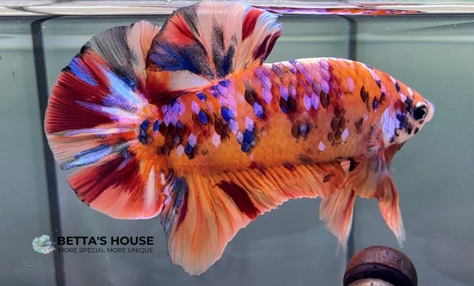 Những điều bạn nên biết trước khi bắt đầu chăm sóc cá Betta – Betta's ...