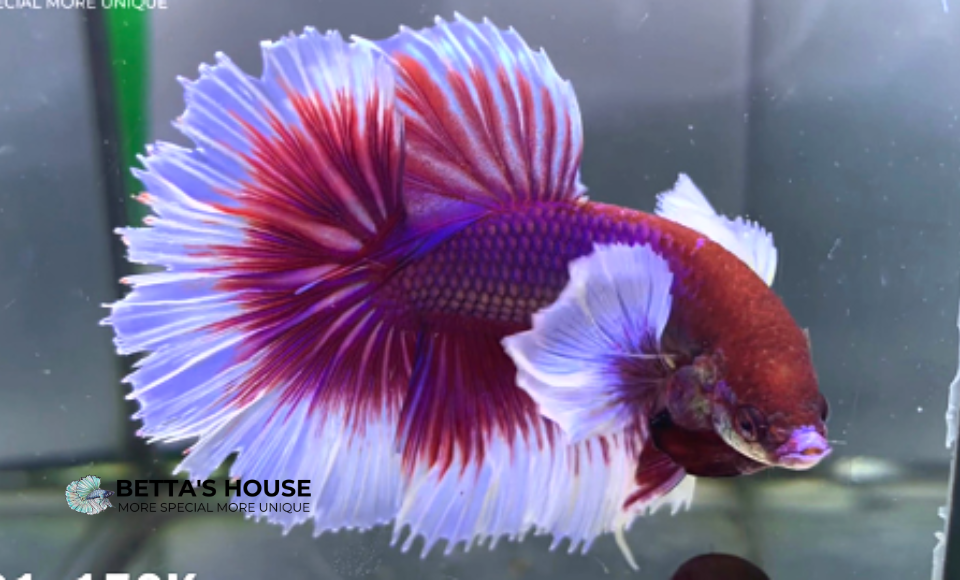 Tại sao cá Betta sống một mình – Betta's House - Cửa hàng cá cảnh