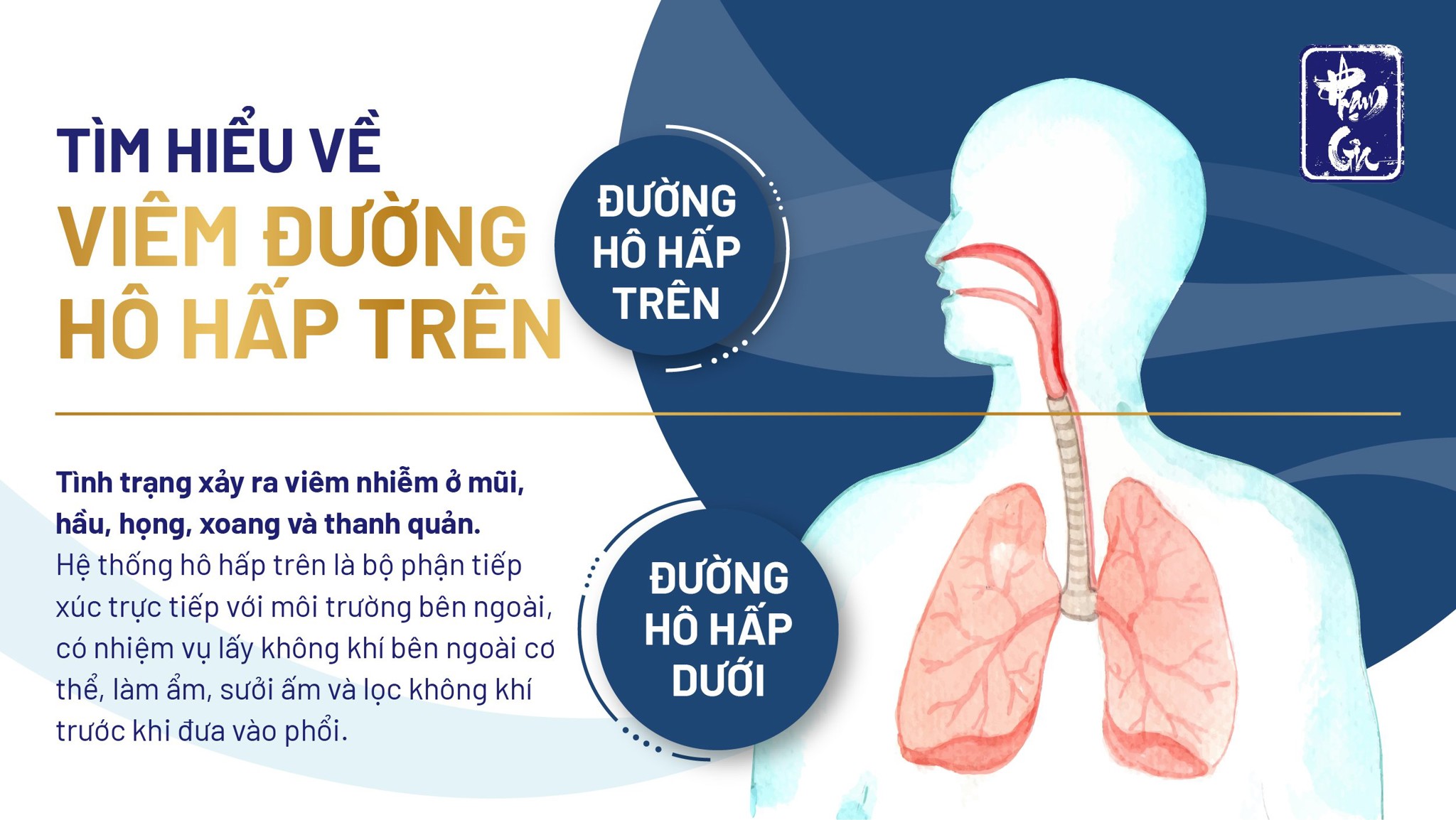 Tìm hiểu về viêm đường hô hấp trên | Đông Y Phạm Gia