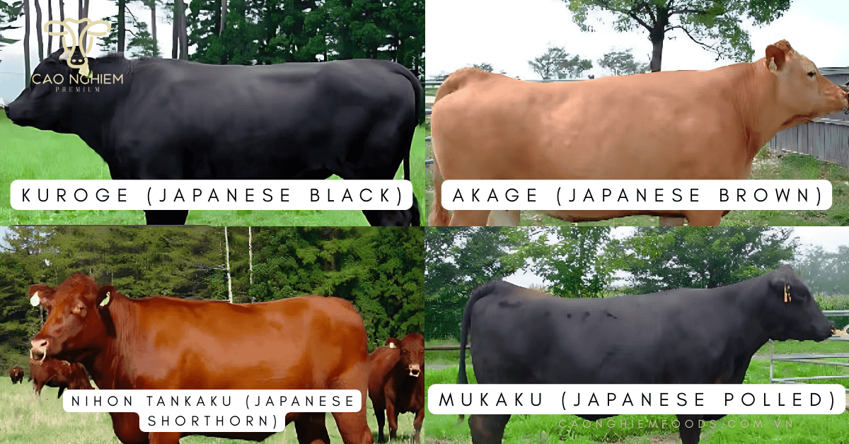 Bí quyết phân biệt bò Kobe và bò Wagyu Nhật Bản – Cao Nghiêm Foods