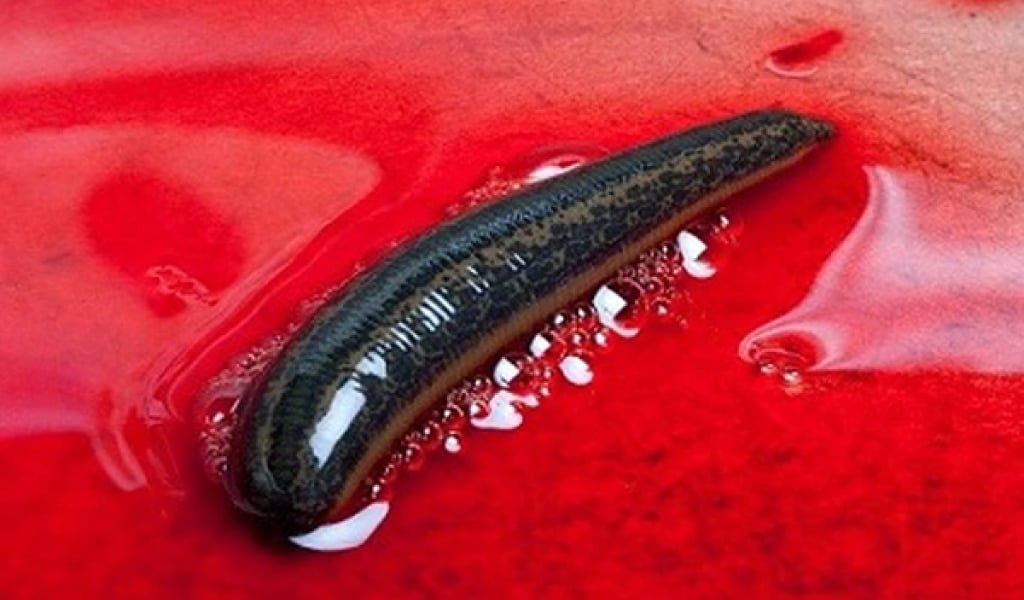 Tại sao Trung Quốc coi đỉa là vàng mềm, thực hư ngành nuôi đỉa tại tru ...