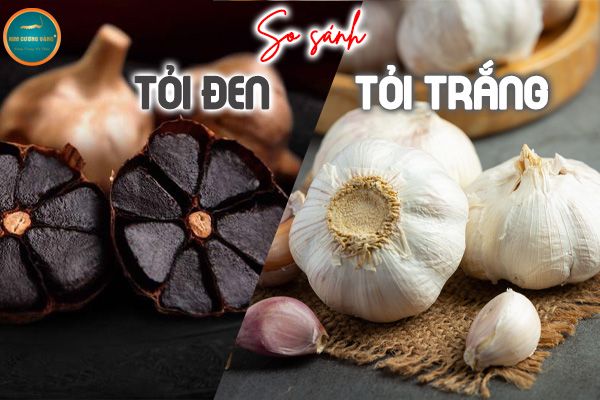 Sự Khác Biệt Của Tỏi đen Và Tỏi Thường