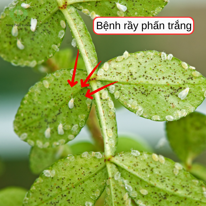 Thuốc Trừ Rầy Calira 555WP – Giải Pháp Hiệu Quả Diệt Trừ Rầy Phấn Trắn ...