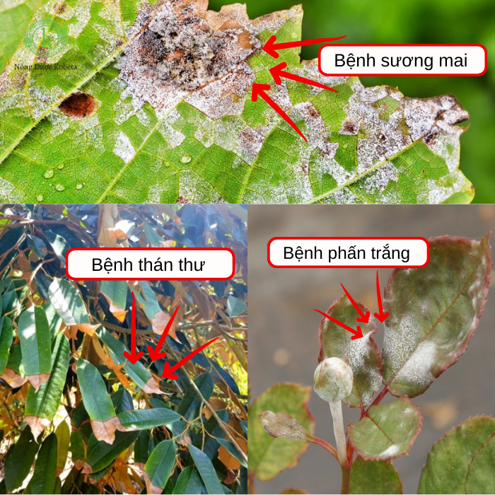 Thuốc Trừ Sâu Map Rota 50WP: Giải Pháp Diệt Trừ Thán Thư, Sương Mai và ...