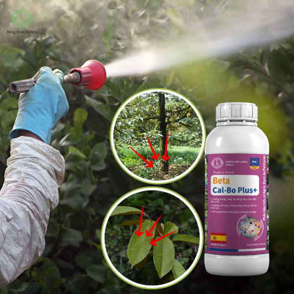 Phân Bón Lá Hữu Cơ Beta Cal - Bo Plus – Mang Lại Hiệu Quả Vượt Trội Ch ...