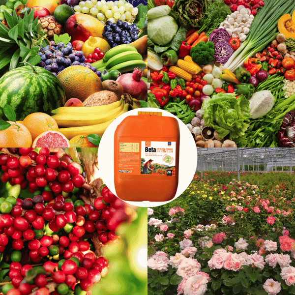 Phân Bón Hữu Cơ Beta Root Fulvic – Giải Pháp Toàn Diện Cho Hệ Rễ Và Đấ ...