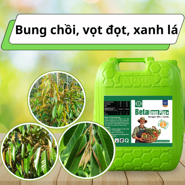 Phân Bón Lá BETA GREEN PLUS+ (Can 20L) – Giải Pháp Dinh Dưỡng Toàn Diệ – Nông Dược Kobeta