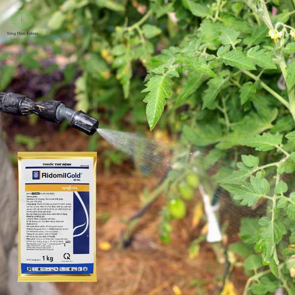 Thuốc Trừ Bệnh Ridomil Gold® 68WG – Giải Pháp Toàn Diện Phòng Trừ Nấm ...