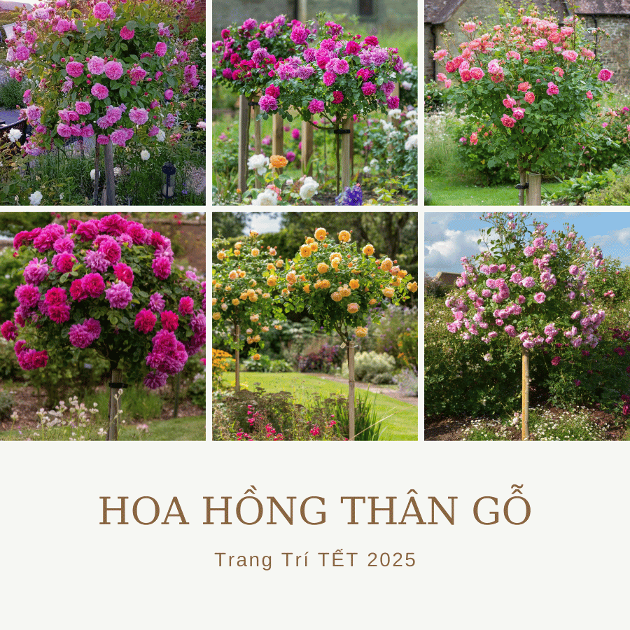 Top 5 Giống Hoa Hồng Thân Gỗ David Austin Hoàn Hảo Cho Khu Vườn Sang T ...