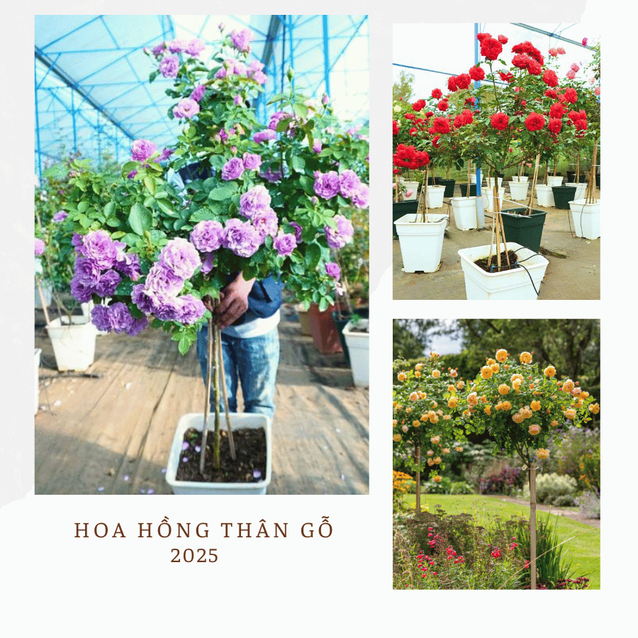 Hoa Hồng Thân Gỗ: Lựa Chọn Tuyệt Vời Trang Trí Tết 2025 - Vẻ Đẹp Vĩnh ...