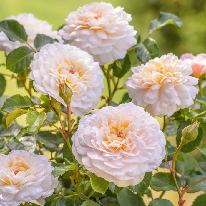 Hoa Hồng David Austin Triệu Bông Hoa, Triệu Màu Sắc – Kobeta Garden