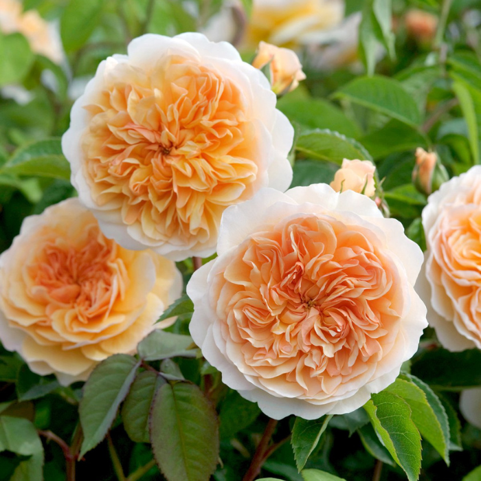 Hoa hồng David Austin - Mỗi cánh hoa là mỗi nét vẽ nghệ thuật trên từn ...