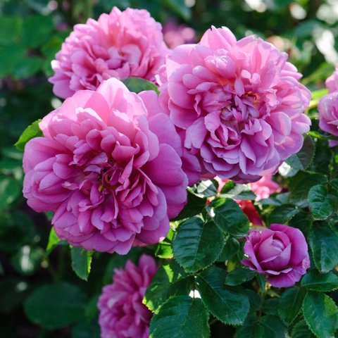 Hoa Hồng Bụi – Kobeta Garden