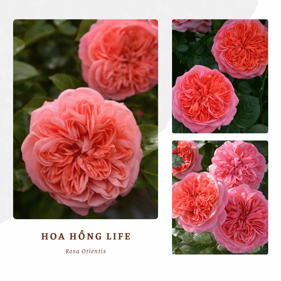 Hoa Hồng Life – Giống Hoa Hồng Hồng Nhạt Tinh Tế Từ Rosa Orientis Đang ...