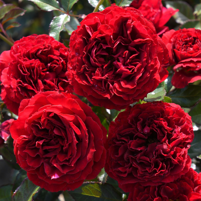 Top 5 Giống Hoa Hồng Thân Gỗ Đẹp Nhất Cho Không Gian Sống – Kobeta Garden