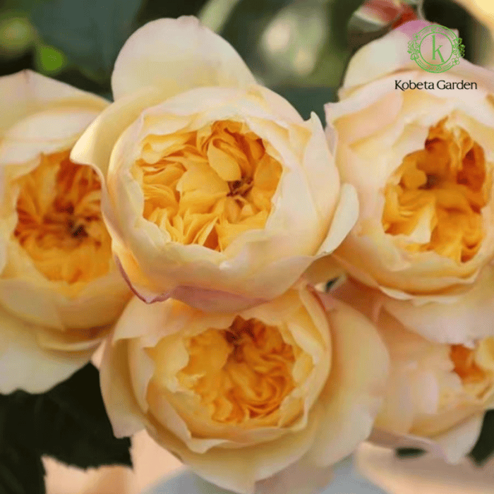 Top 5 Giống Hoa Hồng Thân Gỗ Màu Vàng Đẹp Nhất Cho Khu Vườn Của Bạn ...