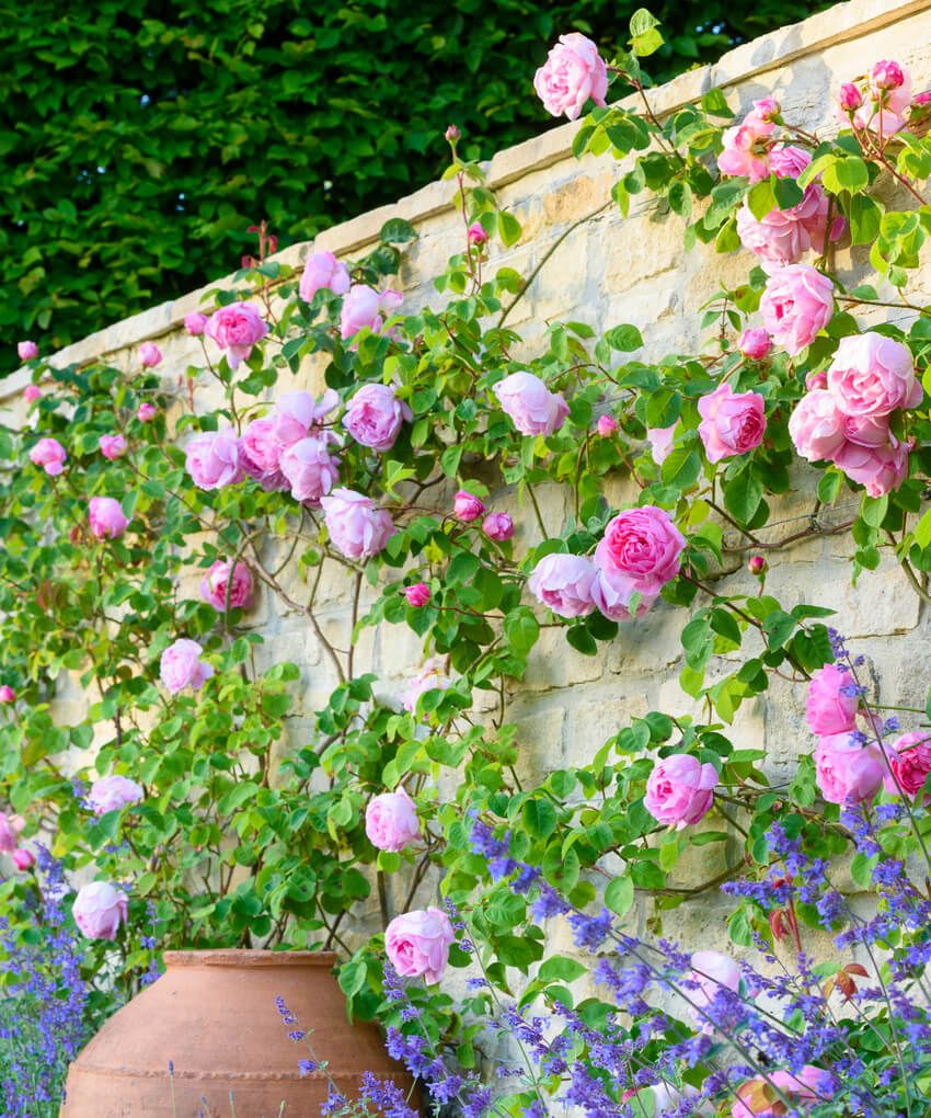 Top 9 giống hoa hồng Anh leo của David Austin – Kobeta Garden