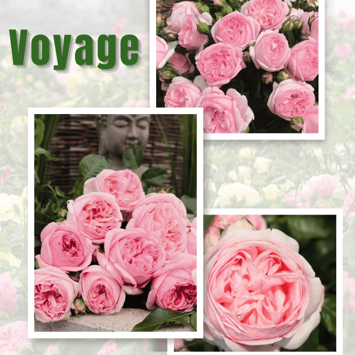 Hoa Hồng Voyage – Sắc Hồng Cổ Điển Và Hương Thơm Hoài Niệm – Kobeta Garden