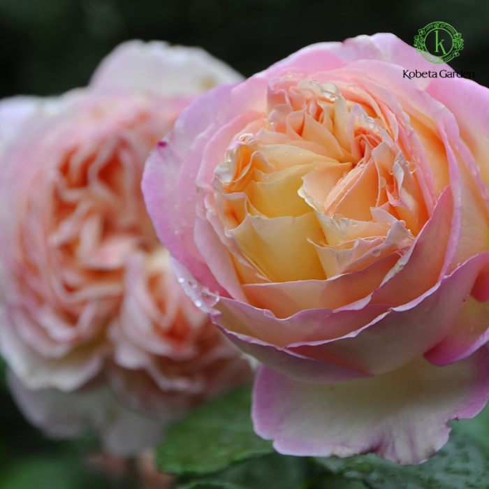 Top 7 Giống Hoa Hồng Leo Dễ Trồng: Lựa Chọn Hoàn Hảo Cho Khu Vườn Của – Kobeta Garden