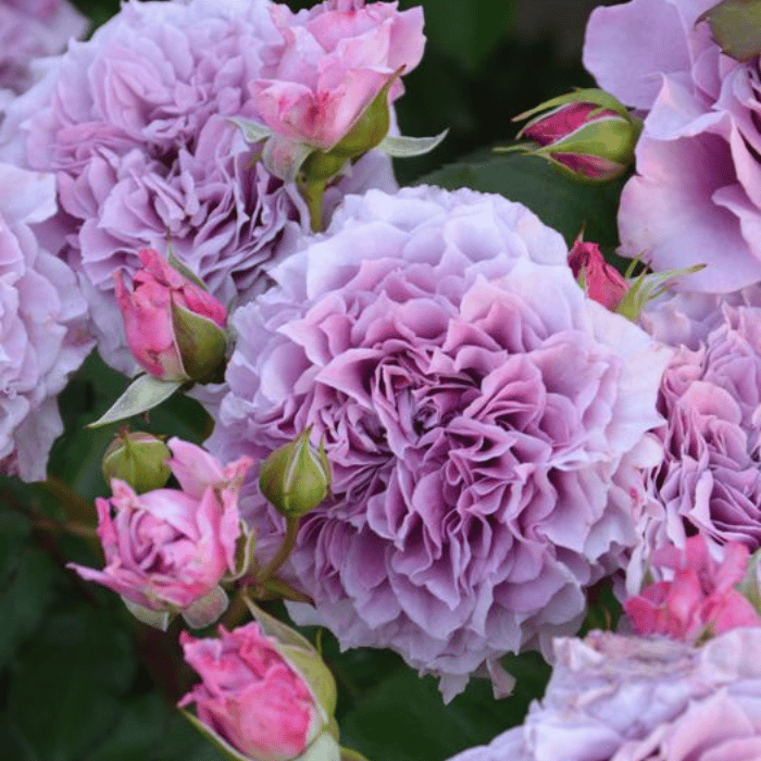 Say Đắm Với Vẻ Đẹp Của Hồng Bụi Màu Tím: Colin Craven & Le Ciel Bleu – Kobeta Garden