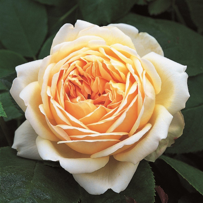 Khám Phá Top 7 Giống Hoa Hồng David Austin – Tinh Hoa Nghệ Thuật Từ An ...