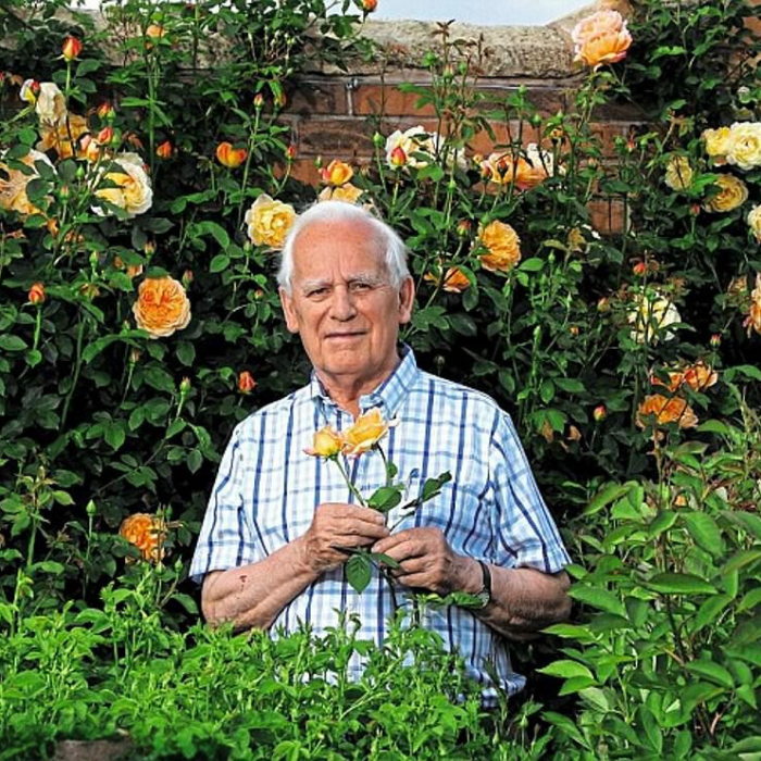 "David Austin Roses: Tinh Hoa Nghệ Thuật Hoa Hồng Anh Quốc" – Kobeta Garden