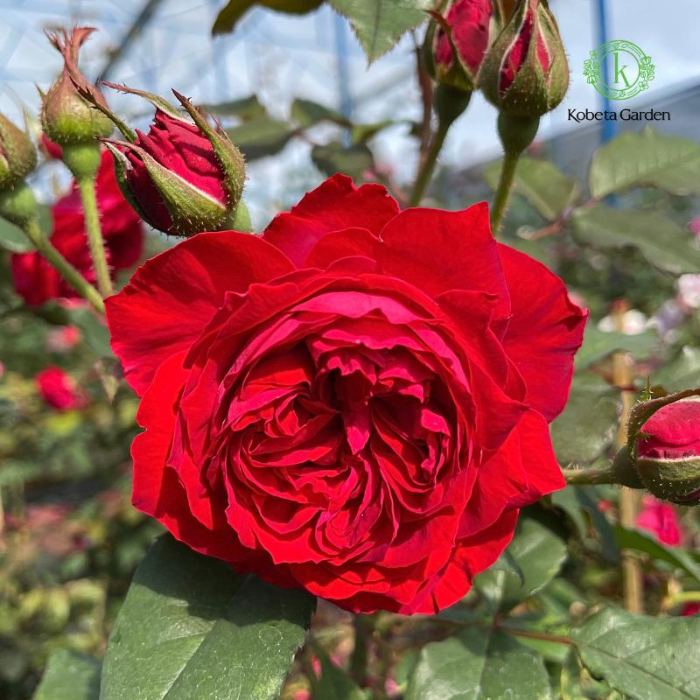 Màu Sắc Tươi Mát Của Hoa Hồng Thân Gỗ Mang Lại Cho Khu Vườn – Kobeta Garden