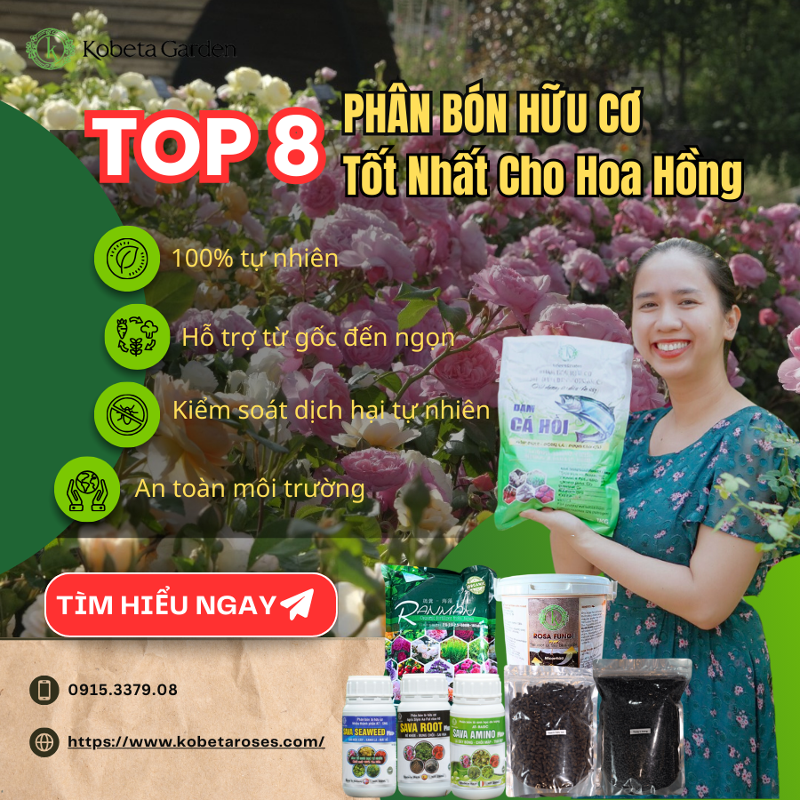 Top 8 Phân Bón Hữu Cơ Tốt Nhất Cho Cây Hoa Hồng – Kobeta Garden