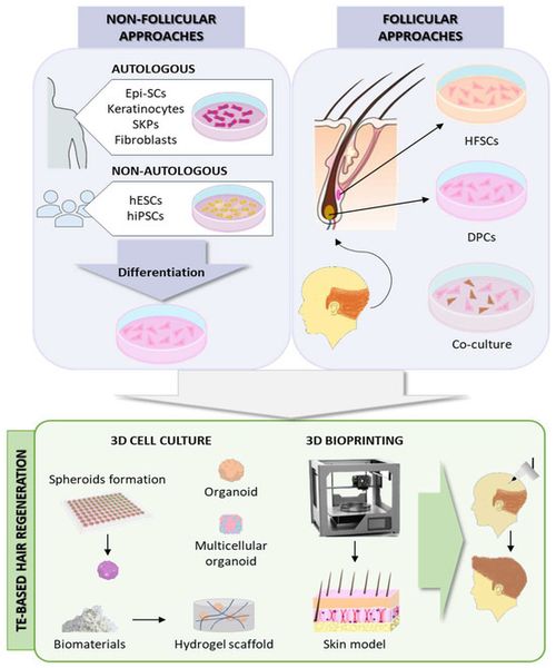 Applications Of Stem Cells In The Aesthetic Field ivfholymothers