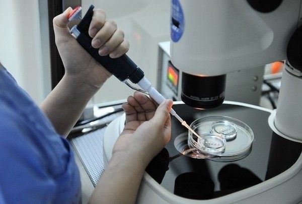 What is in vitro maturation (IVM) ivfholymothers