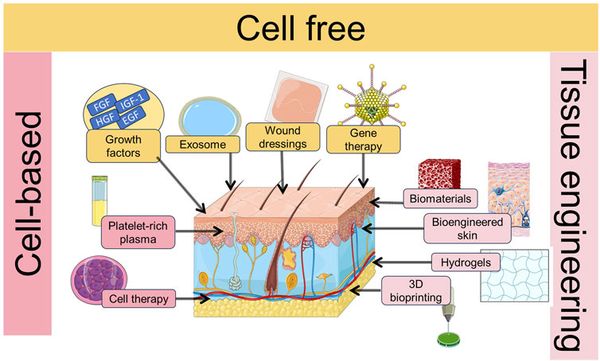 Applications Of Stem Cells In The Aesthetic Field ivfholymothers