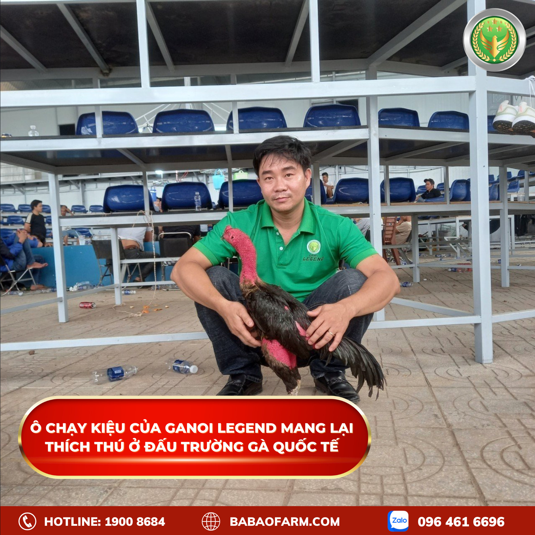 GÀ Ô CHẠY KIỆU GANOI LEGEND MANG LẠI THÍCH THÚ Ở ĐẤU TRƯỜNG GÀ QUỐC TẾ ...