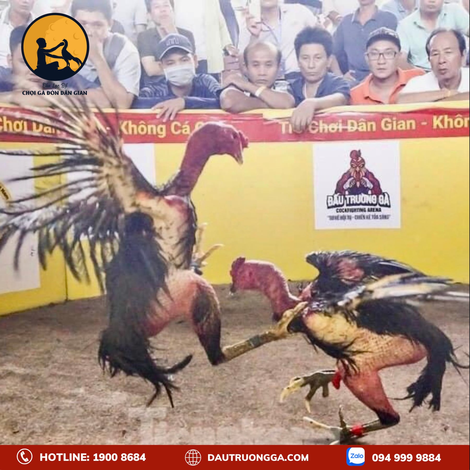 CHÚC MỪNG TRẠI GÀ QUANG THÀNH, TRẠI GÀ PHÙNG LUÂN VÀ TRẠI GÀ NGUYỄN VĂ ...