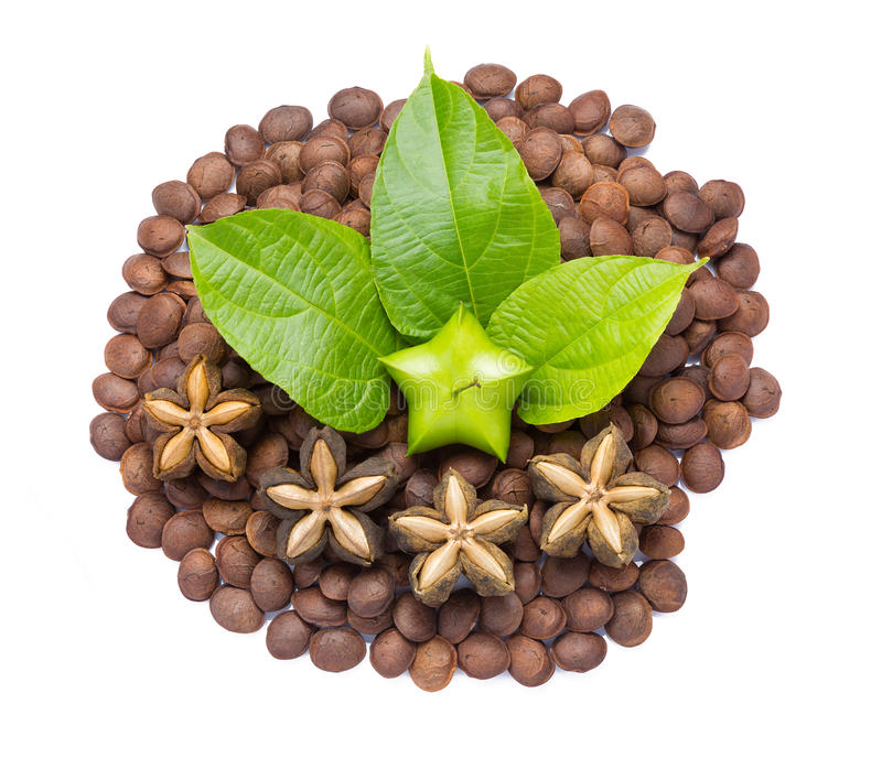 Những điều bạn có thể chưa biết về cây Sachi – Châu Anh