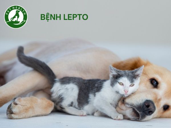 Bệnh Lepto: Tìm Hiểu Về Bệnh Lepto Ở Chó Mèo – PetHealth