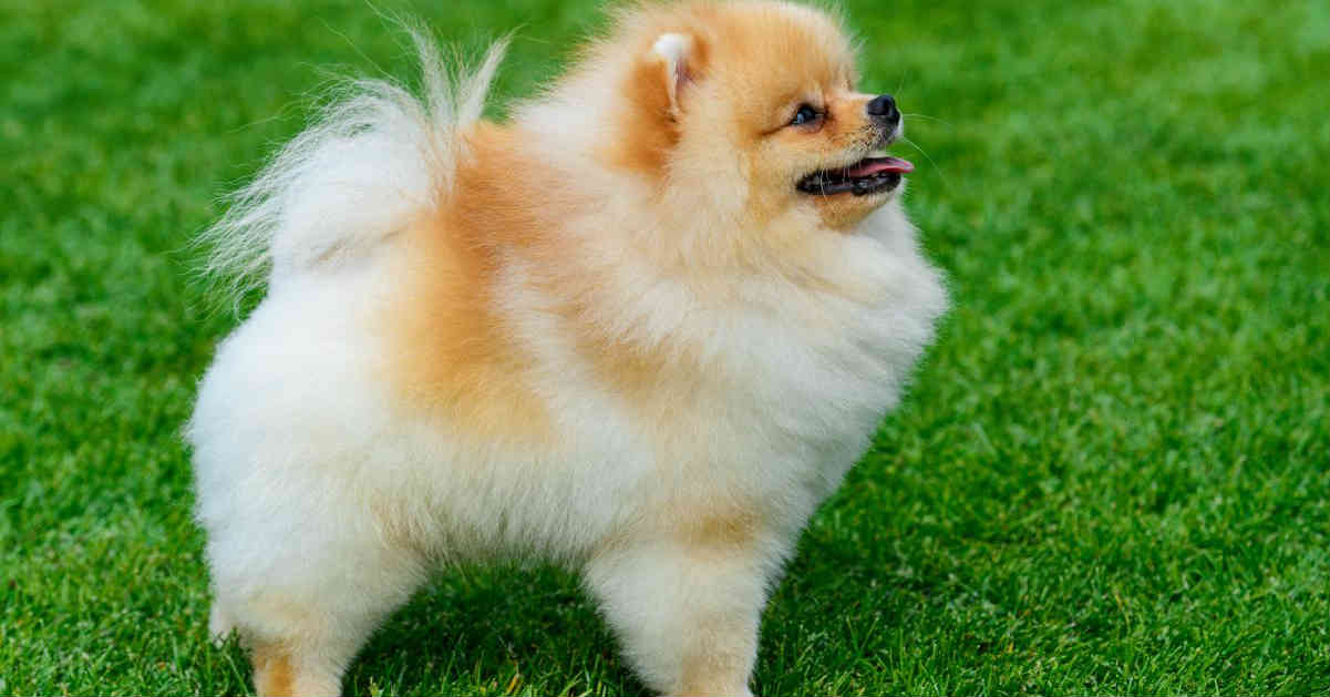 Chó Phốc Sóc: Bạn Đã Biết Những Gì Về Giống Chó Này? – PetHealth