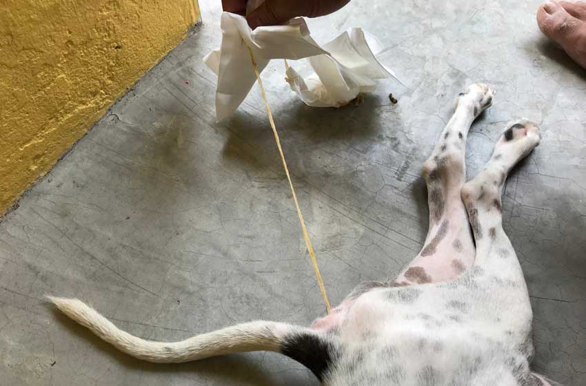 Chuyên Gia Pethealth Bật Mí Cách Phòng Tránh Giun Tóc Ở Chó