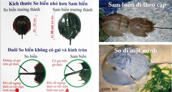 Cảnh báo ngộ độc nguy hiểm do nhầm lẫn con so và con sam | Bệnh viện ...
