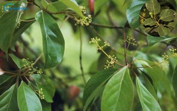 Lá Xá Xị Có Tác Dụng Gì? Lá Xá Xị Có Ăn Được Không? – Công Ty CP True ...