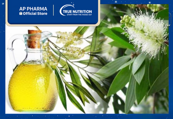 Cây Tràm Gió: Tìm Hiểu Đặc Điểm và Lợi Ích Tuyệt Vời – Công Ty CP True ...