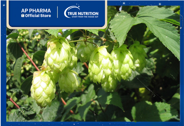 Hoa Bia: Cây Thuốc Quý và Tác Dụng Kỳ Diệu – Công Ty CP True Nutrition