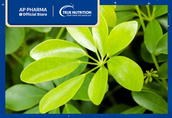 Cây Ngũ Gia Bì Chân Chim:Lợi Ích Sức Khỏe và Cách Trồng Hiệu Quả – Công ...