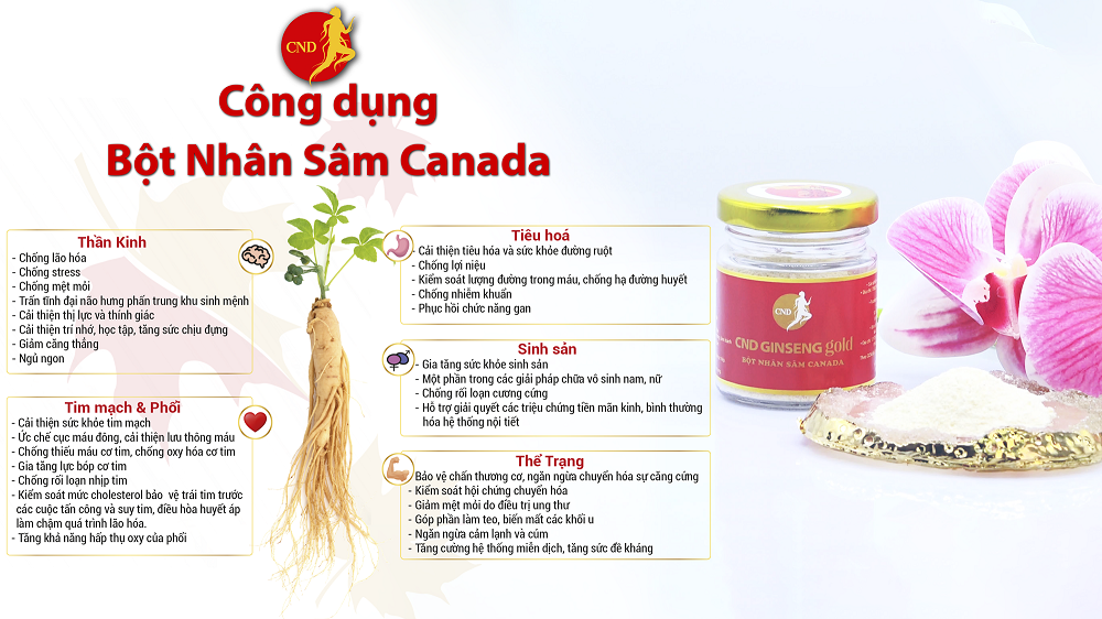 Bột Nhân Sâm Canada Hộp 2 lọ 25gam - Sâm Yến Hoàng Gia