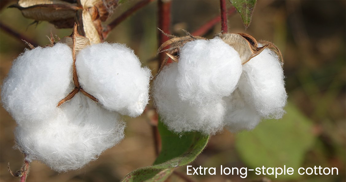 Sự khác biệt giữa 2 loại Cotton thường & Long-staple cotton – Art of Living