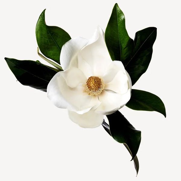 Sahara Perfum Nước Hoa Chính Hãng – Sahara Perfume