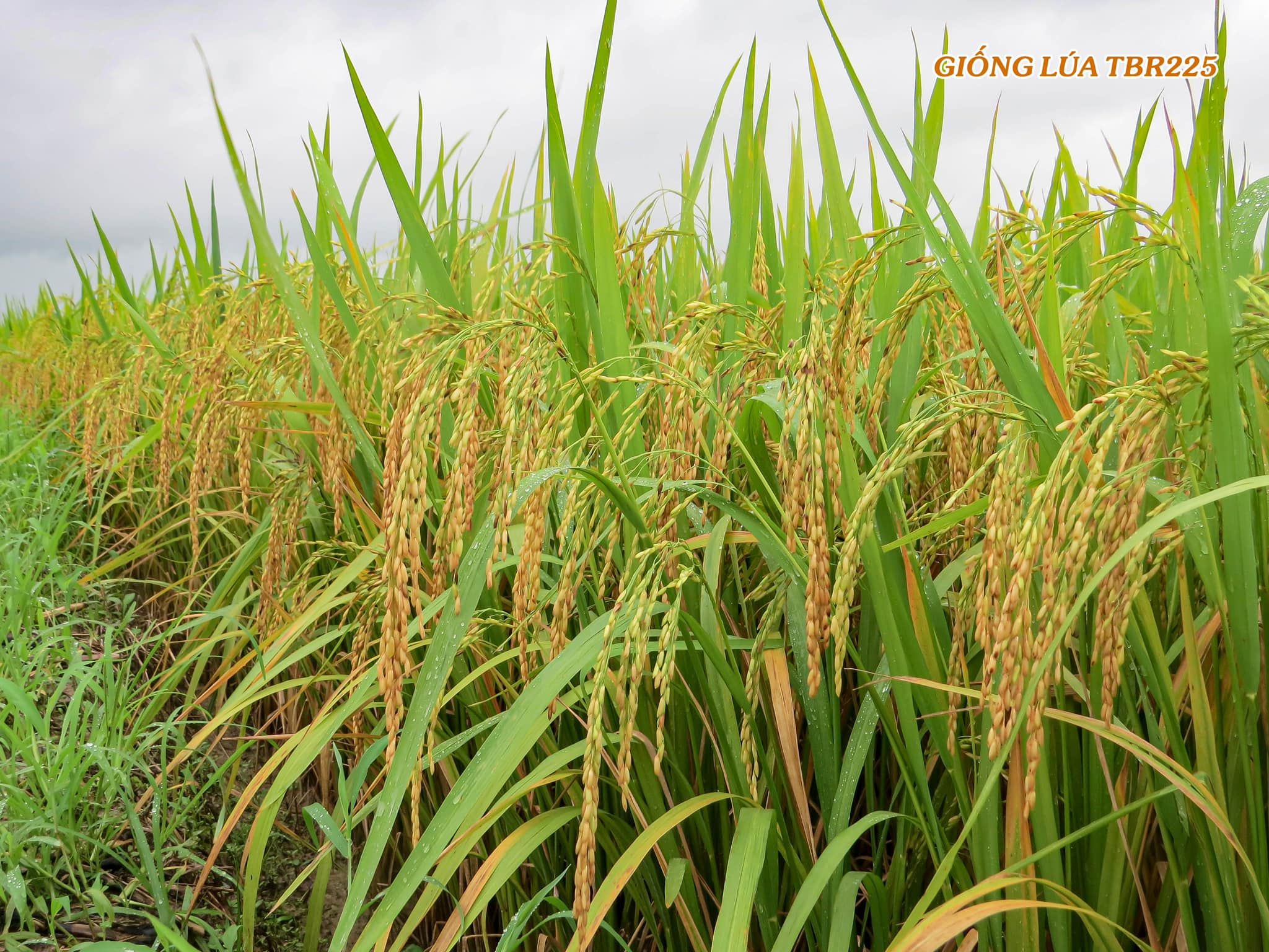 GIỐNG LÚA THUẦN TBR225 mới (CÓ GEN KHÁNG BẠC LÁ) – ThaiBinh Seed