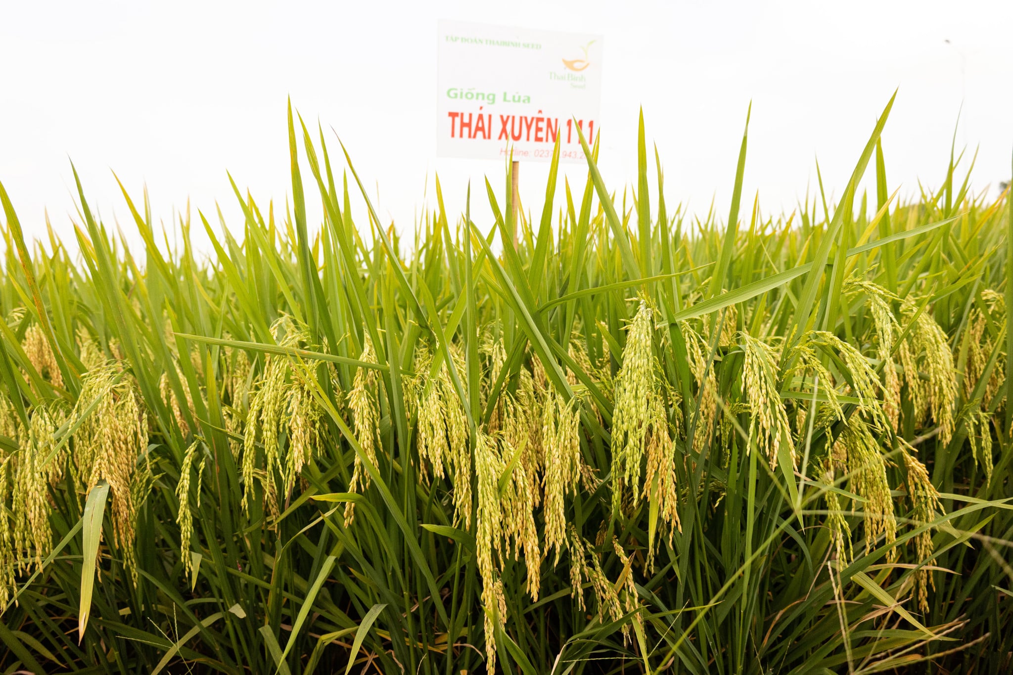 GIỐNG LÚA LAI THÁI XUYÊN 111 – ThaiBinh Seed