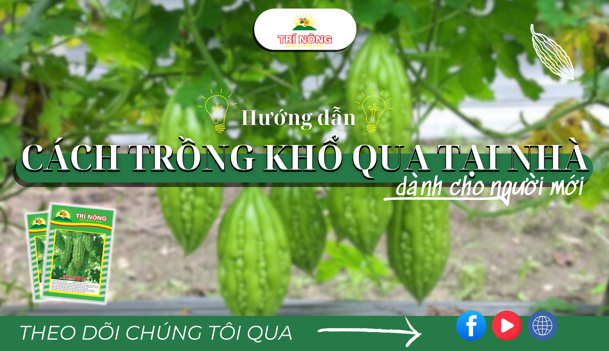 HƯỚNG DẪN CÁCH TRỒNG KHỔ QUA TẠI NHÀ DÀNH CHO NGƯỜI MỚI – TRINONG Seeds
