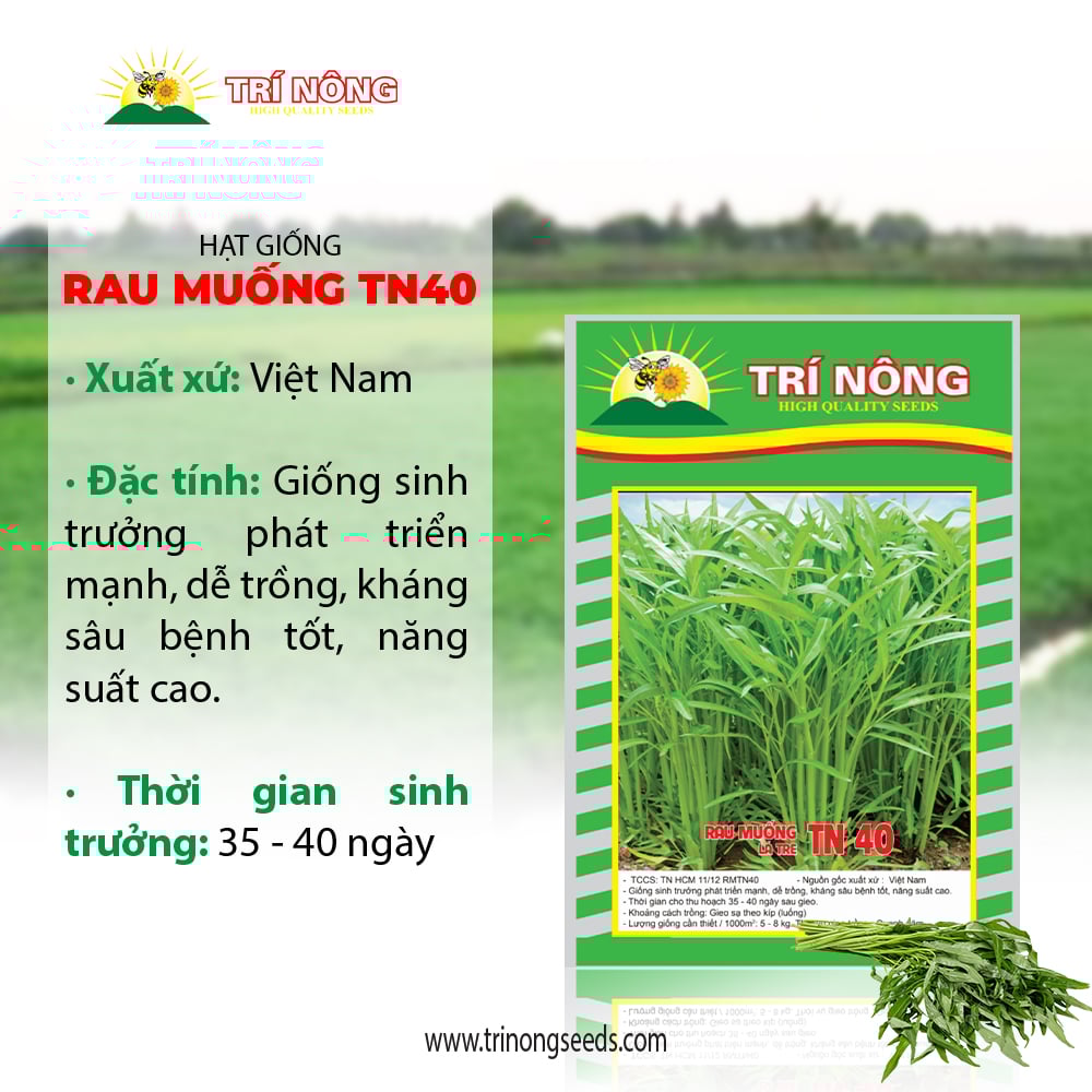 KỸ THUẬT GIEO TRỒNG GIỐNG RAU MUỐNG TN40 (THAM KHẢO) – TRINONG Seeds